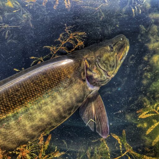 All-Inclusive Angler